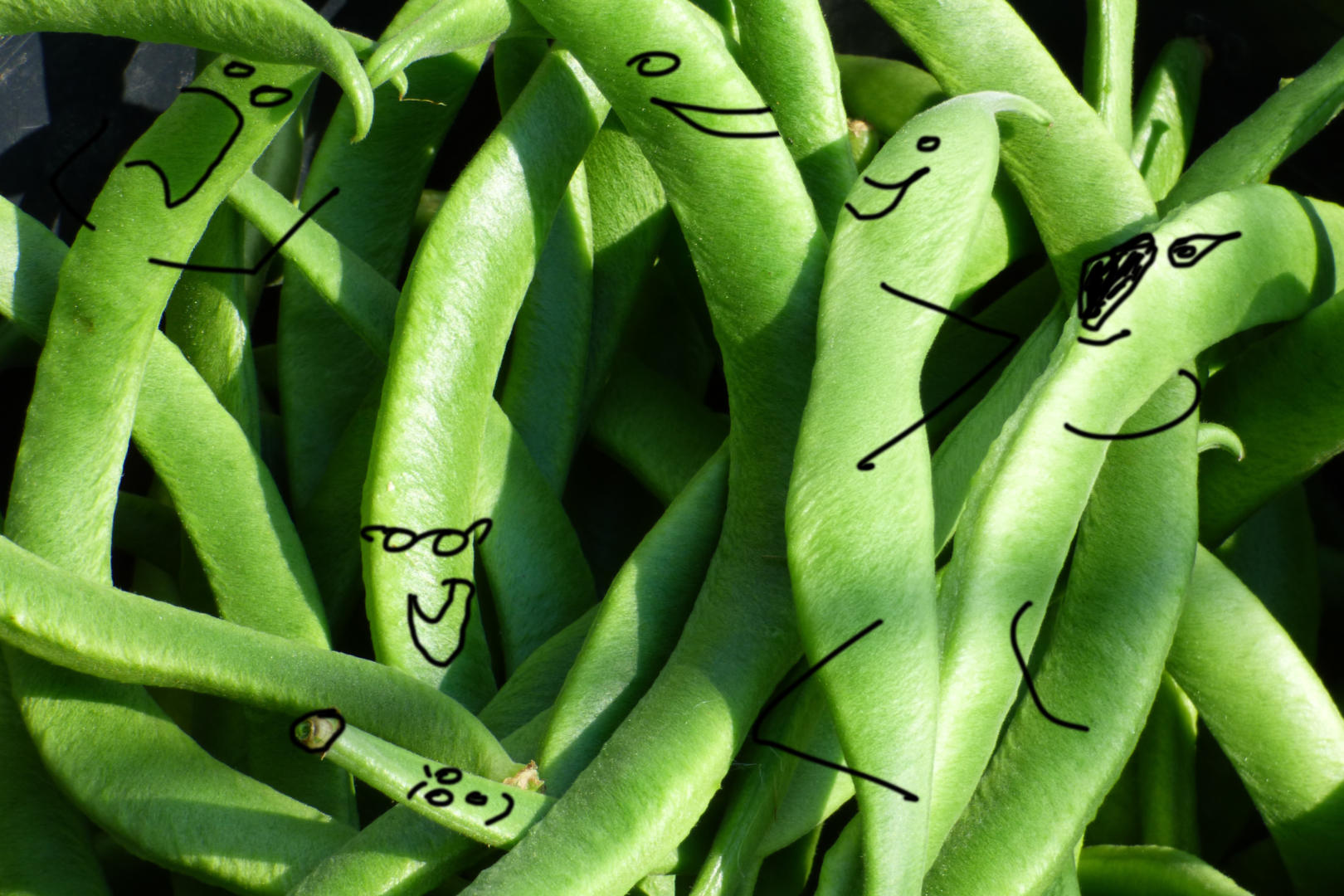 Rare snijboon! - Kievitamines