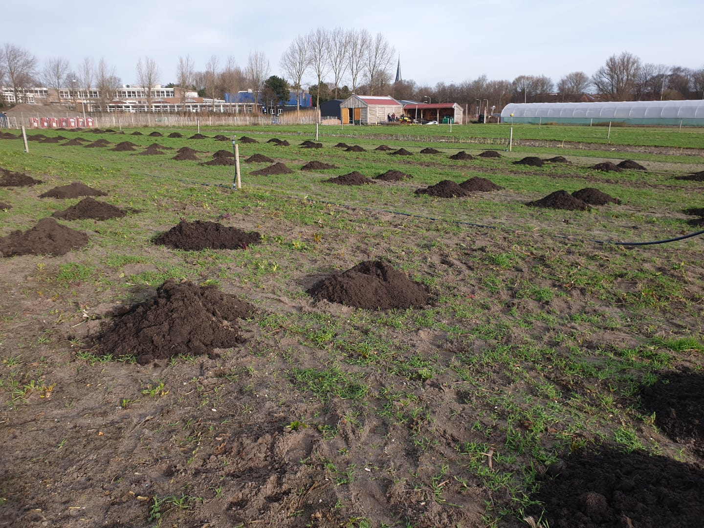 Op het land - Kievitamines