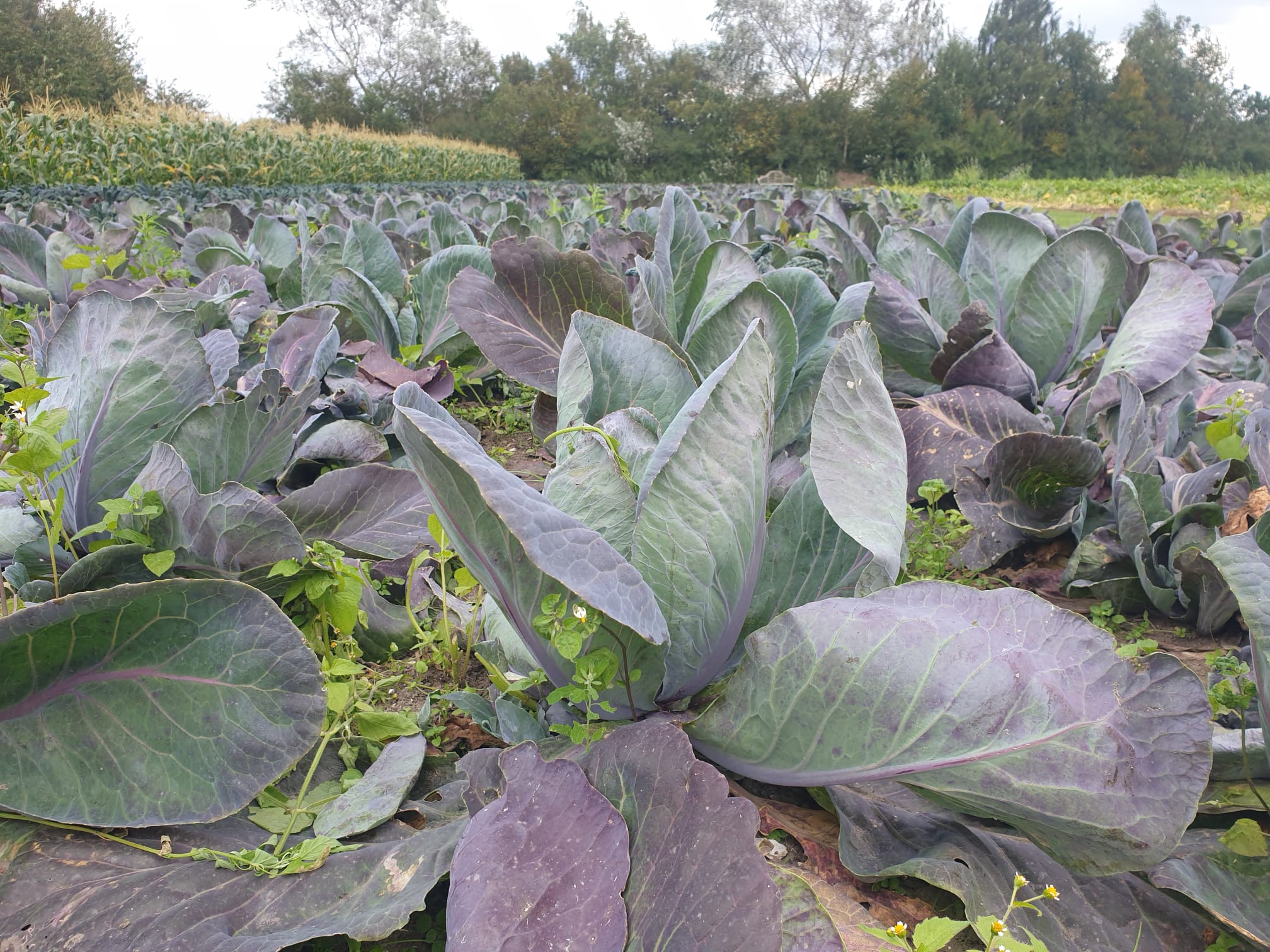 Rode spitskool of toch witte? - Kievitamines