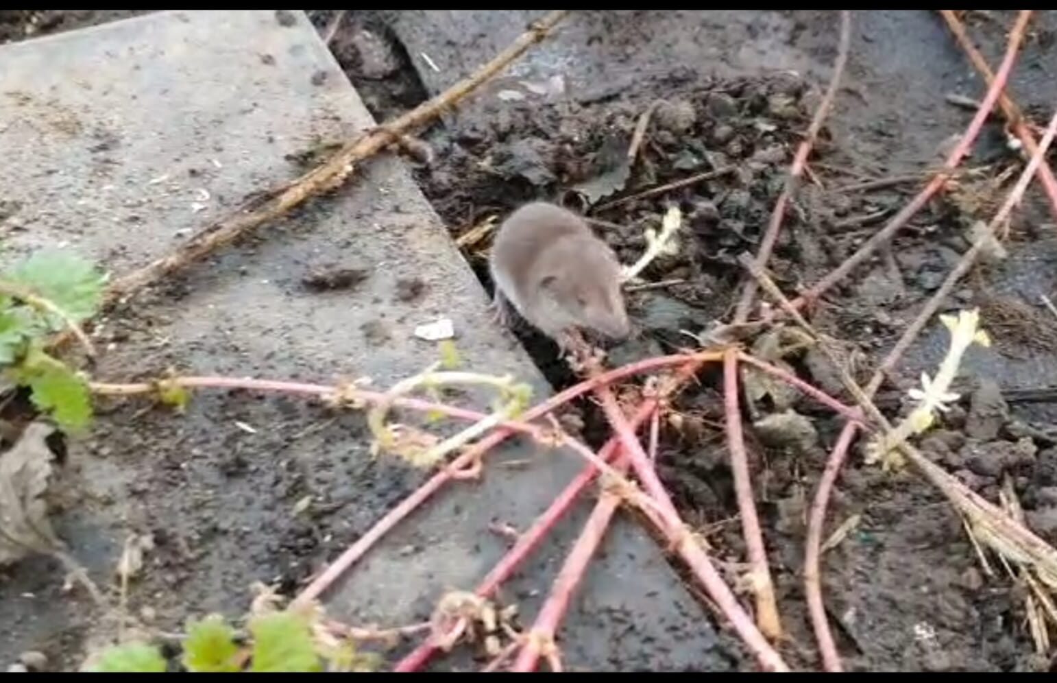 Weg met de vegetariërs! - Kievitamines