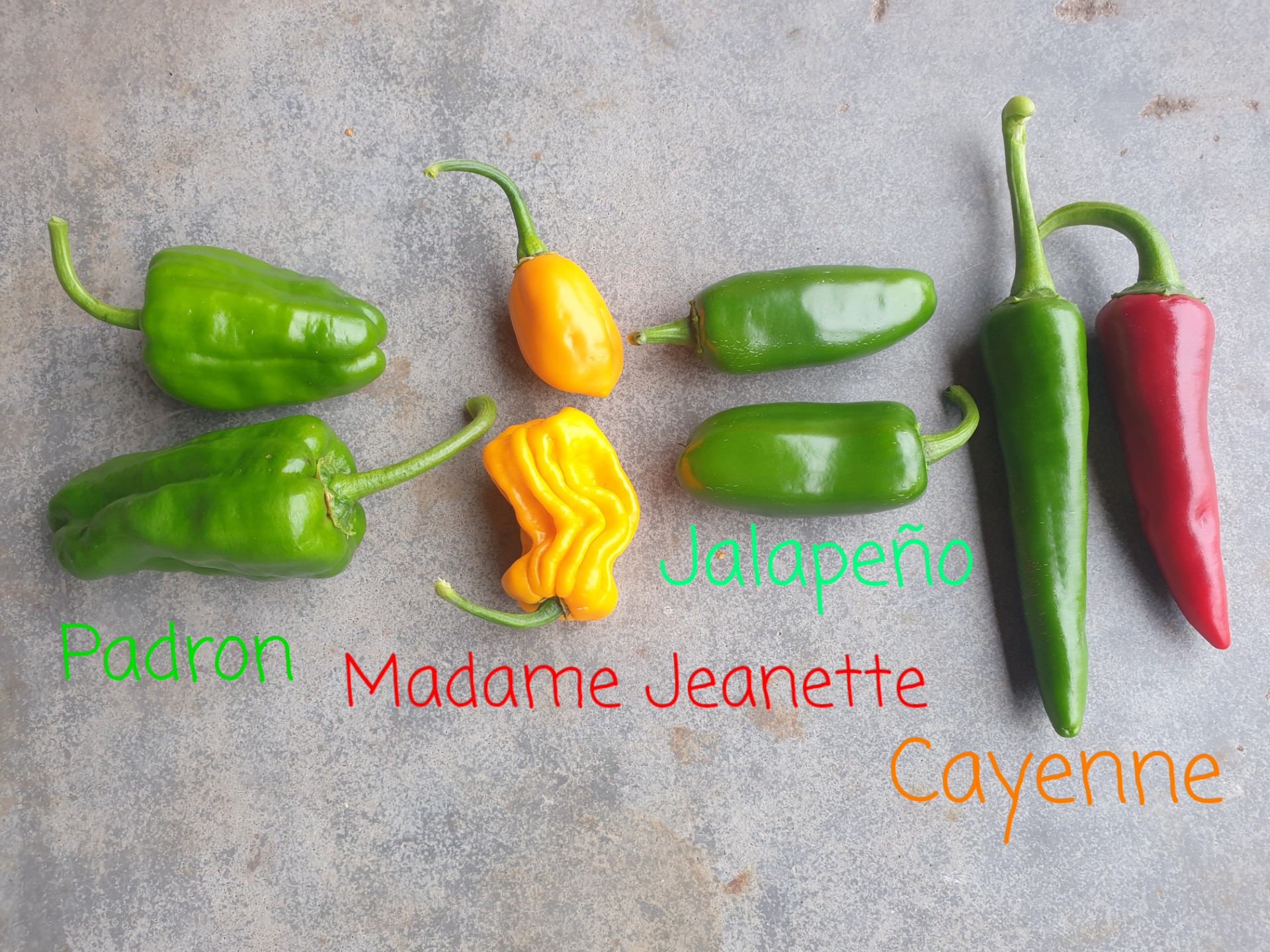 Peper parade - Kievitamines