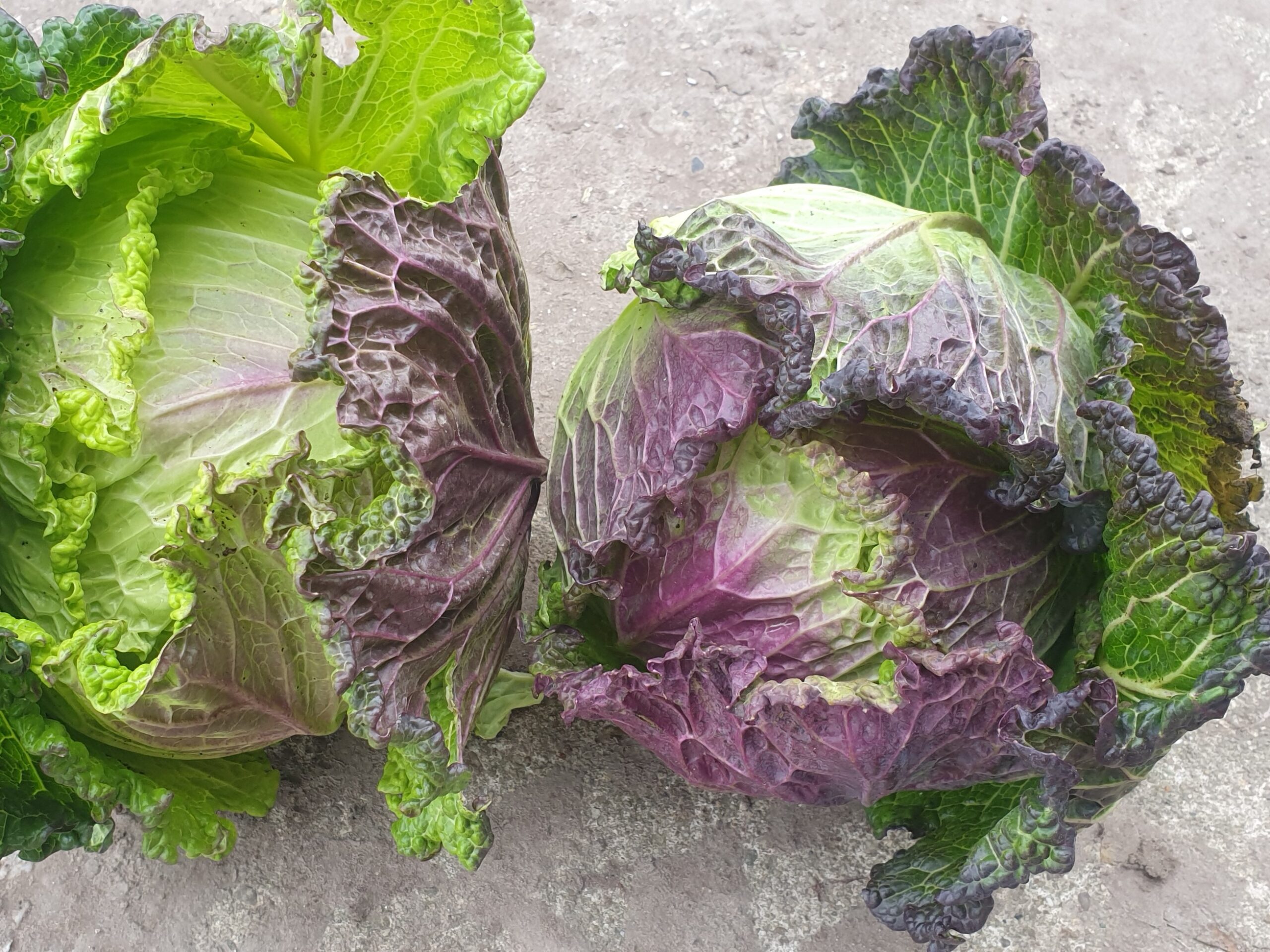 January King - Kievitamines